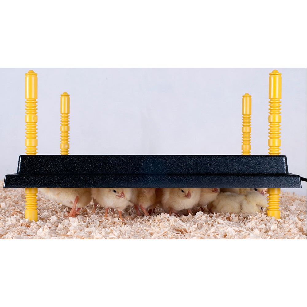 Comfort Heating Plate for Chicks | Hog Slat