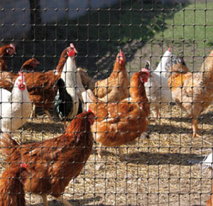 CintoFlex 4' Mesh Poultry Netting | Hog Slat