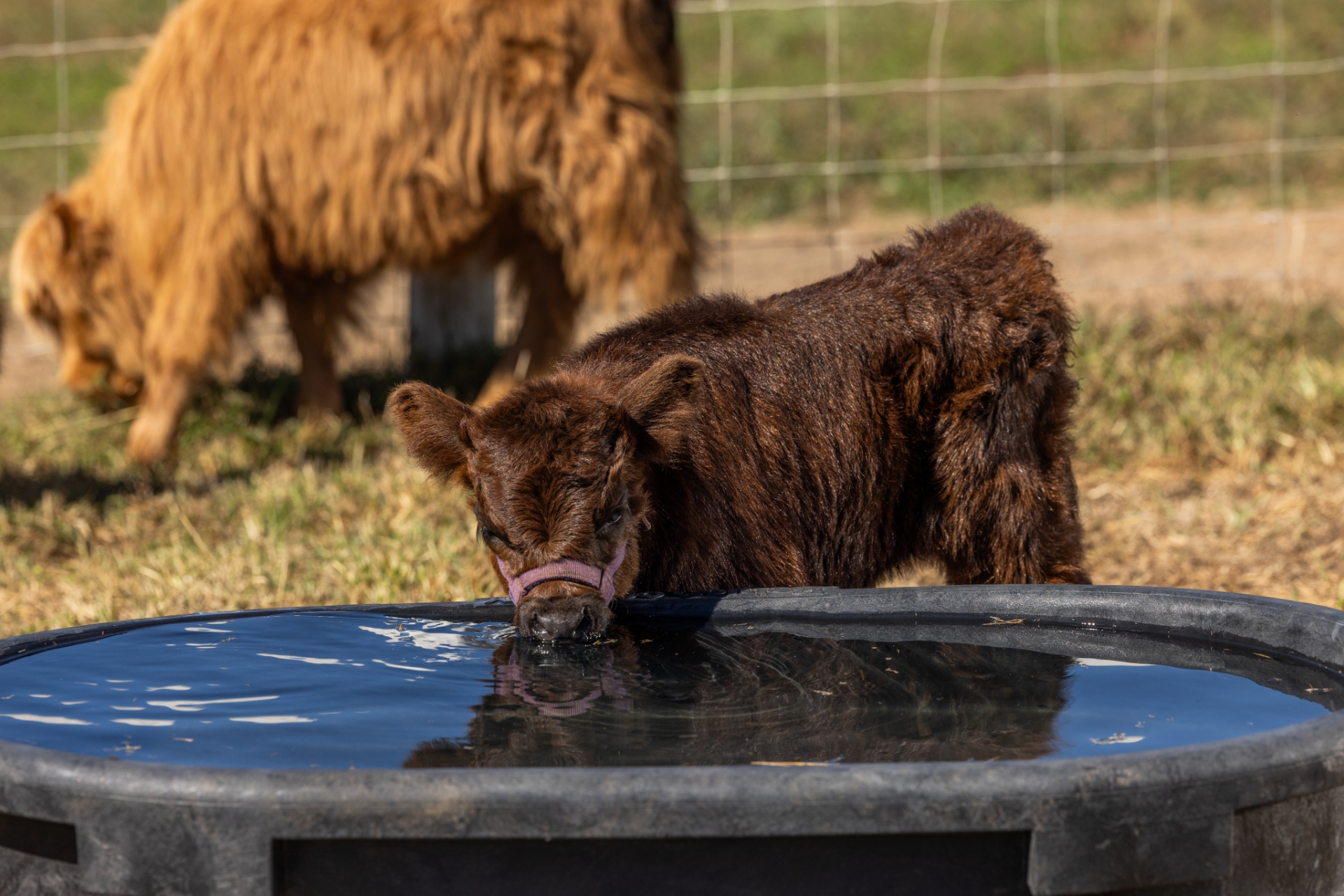 Behlen Country® 60 Gal Rigid Poly Stock Tank | Hog Slat
