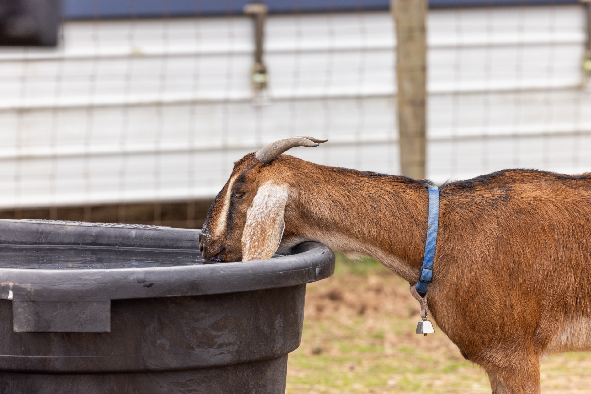 Behlen Country® 100 Gal Rigid Poly Stock Tank | Hog Slat