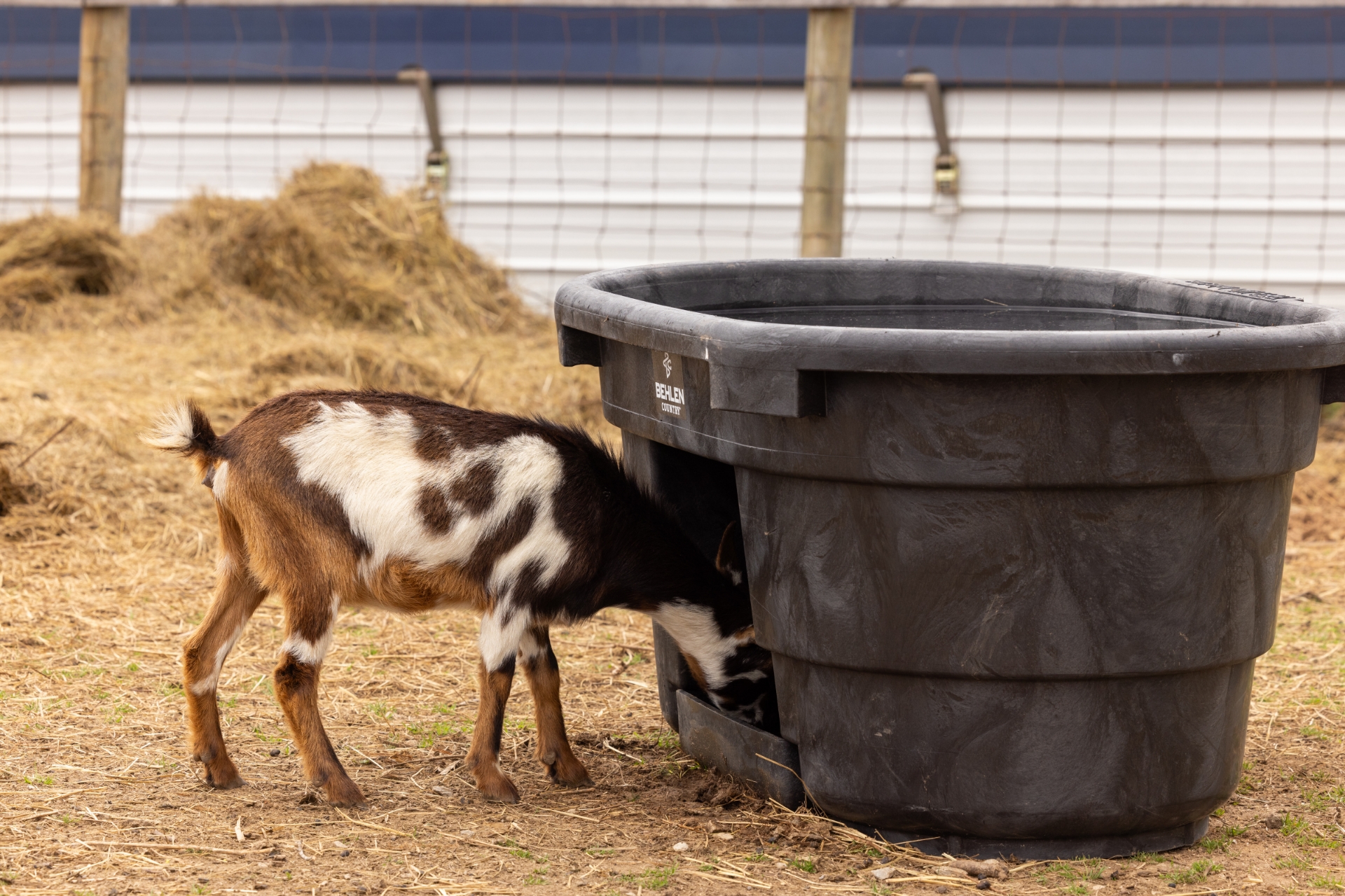 Behlen Country® 100 Gal Rigid Poly Stock Tank w/ Drinker | Hog Slat