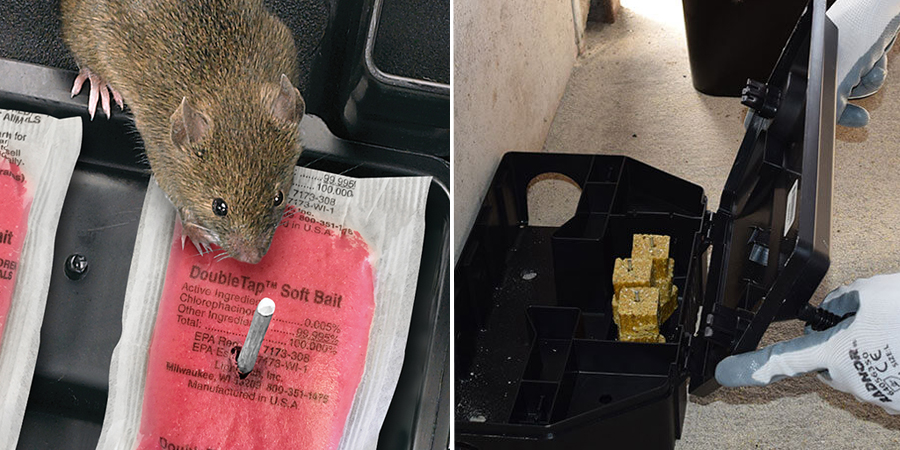 How much does it cost to feed a rat? | Hog Slat