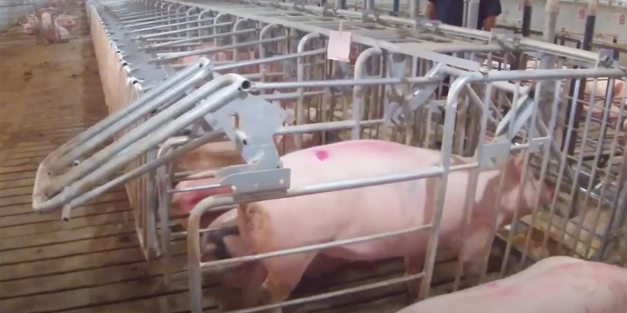 Smart farming with free access stalls | Hog Slat