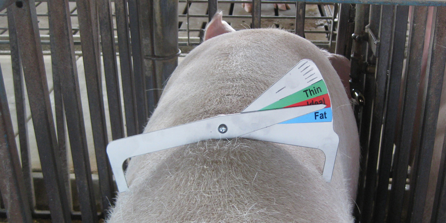 Objectively scoring sow body condition | Hog Slat